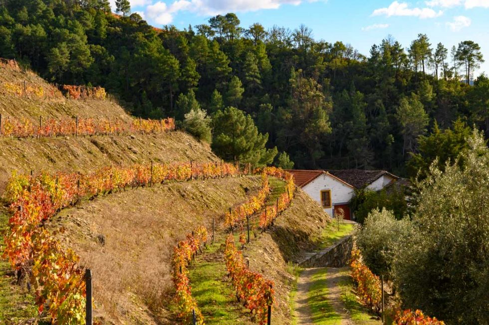 Wine Tourism • Wine&Soul